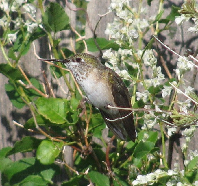 Humming bird album 001 – Kyield OS